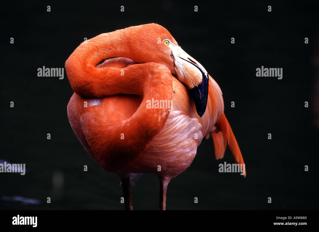 Rosy flamingo hi-res stock photography and images - Alamy