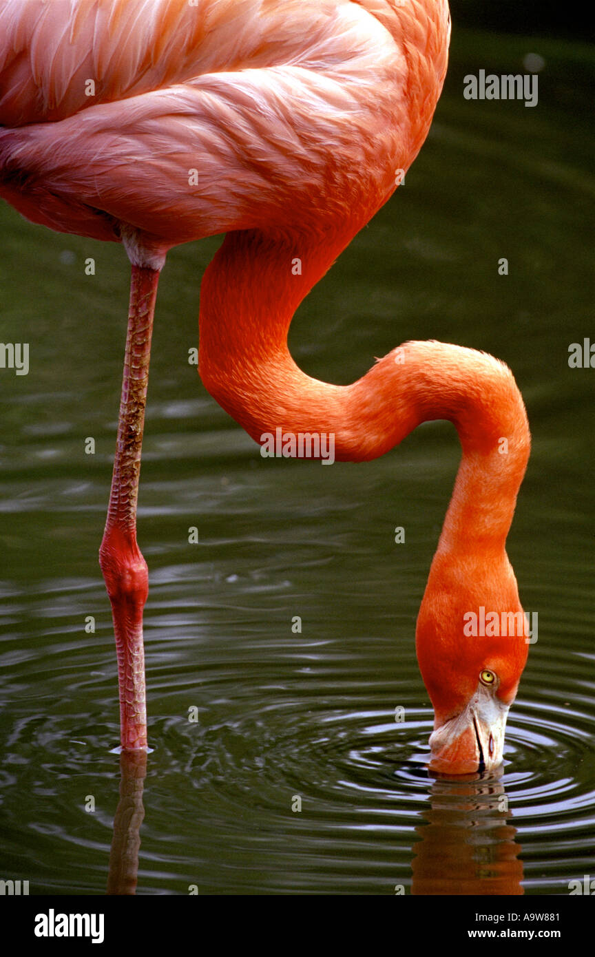 Rosy flamingo hi-res stock photography and images - Alamy
