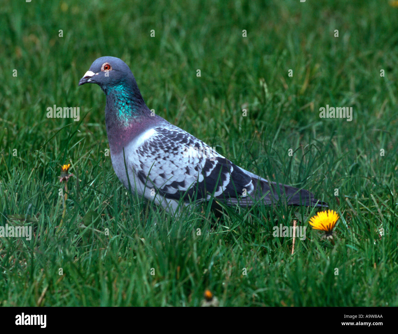 Pigeon columba livia bird hi-res stock photography and images - Alamy