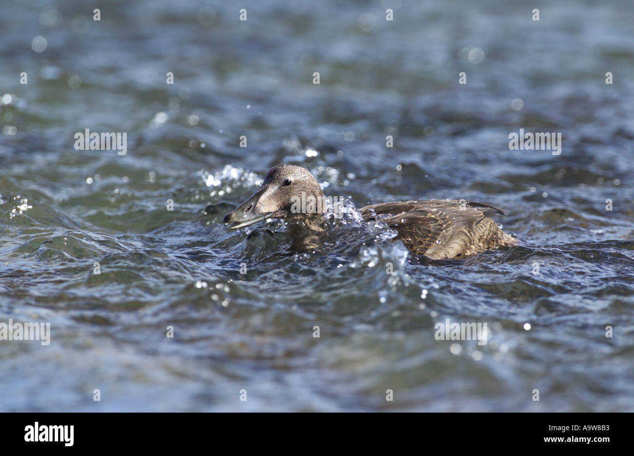 Eider feeding hi-res stock photography and images - Alamy
