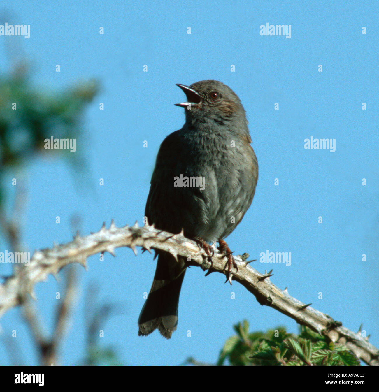 Melanistic plumage hi-res stock photography and images - Alamy