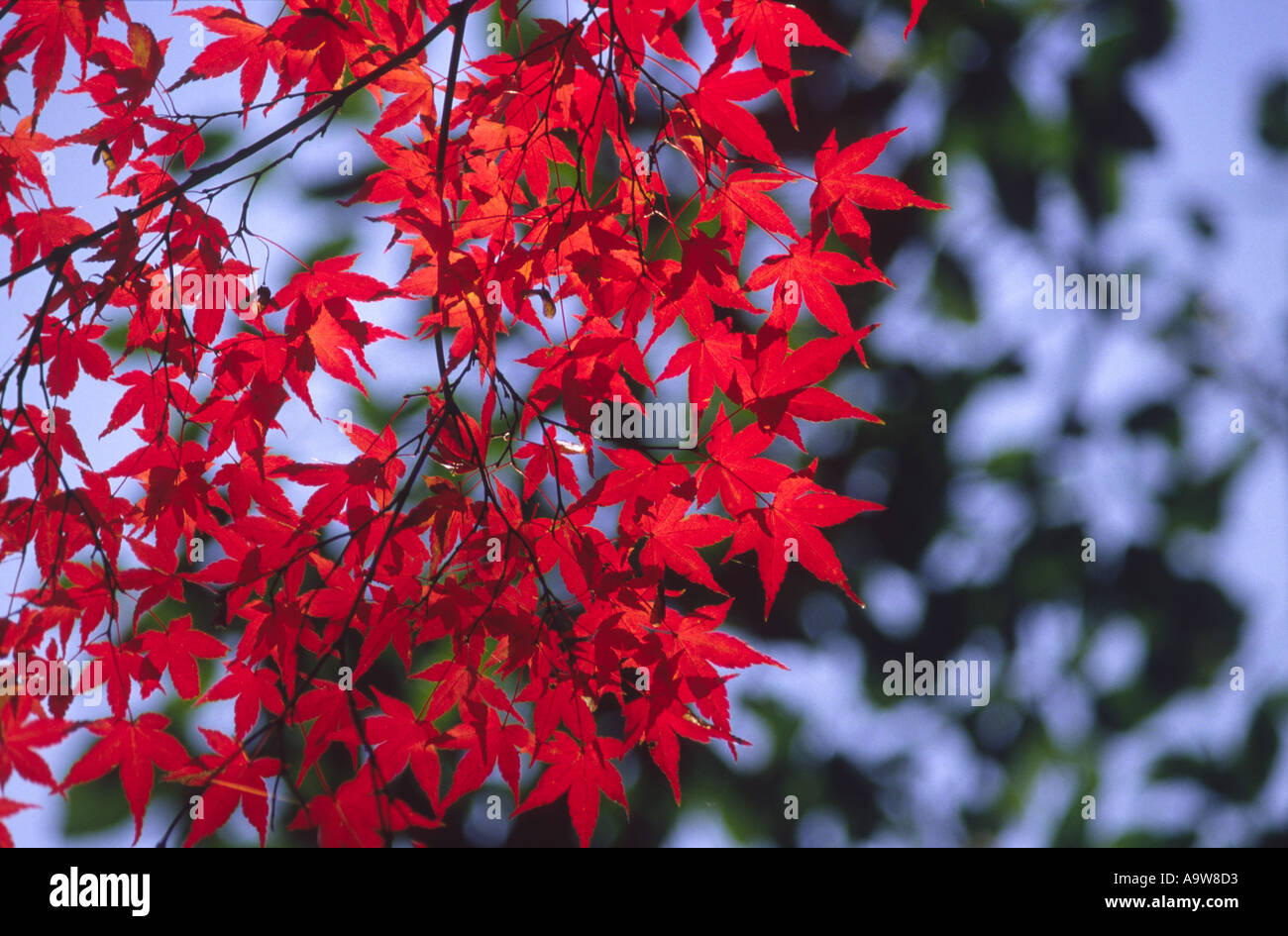 Japanese maple autumn fall colours in parks of Nara temples Japan Stock ...