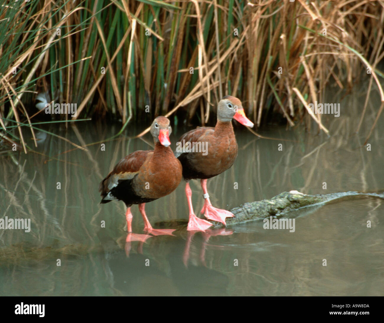 Red billed ducks hi-res stock photography and images - Alamy