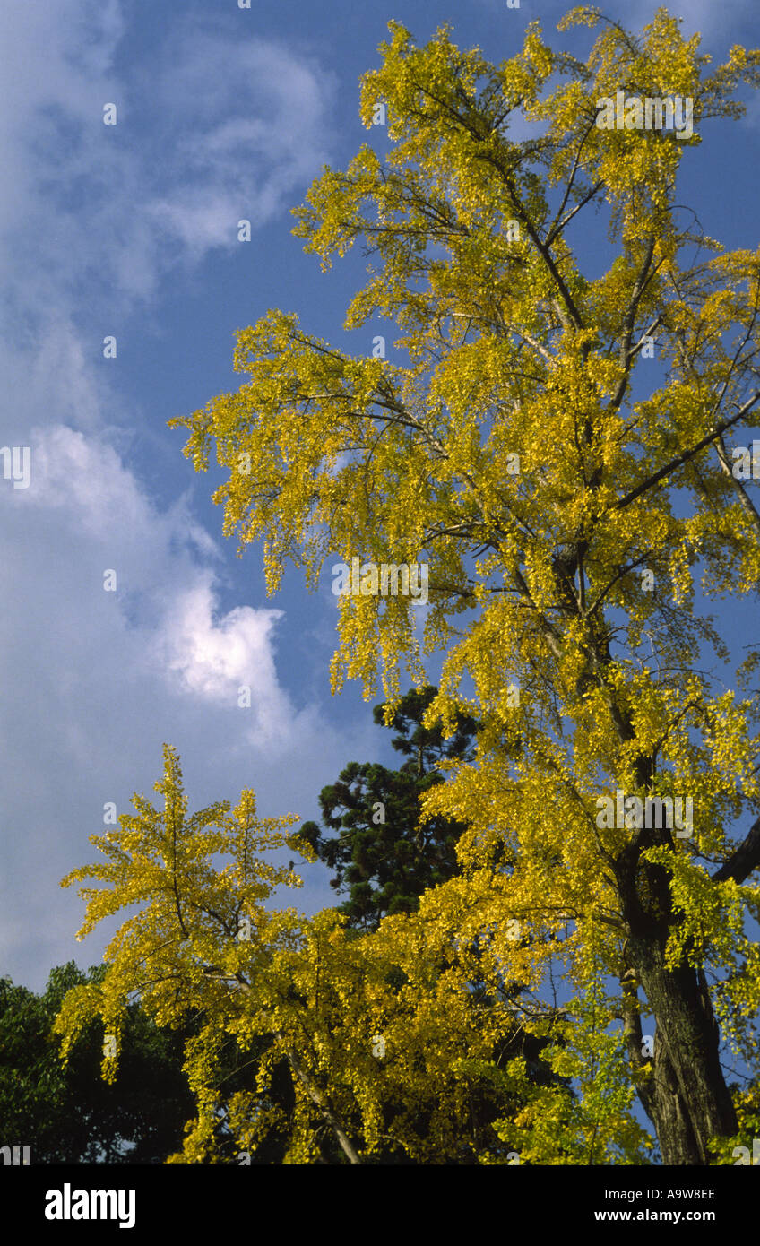 Autumn fall colours in park trees Nara Honshu Island Japan Stock Photo ...