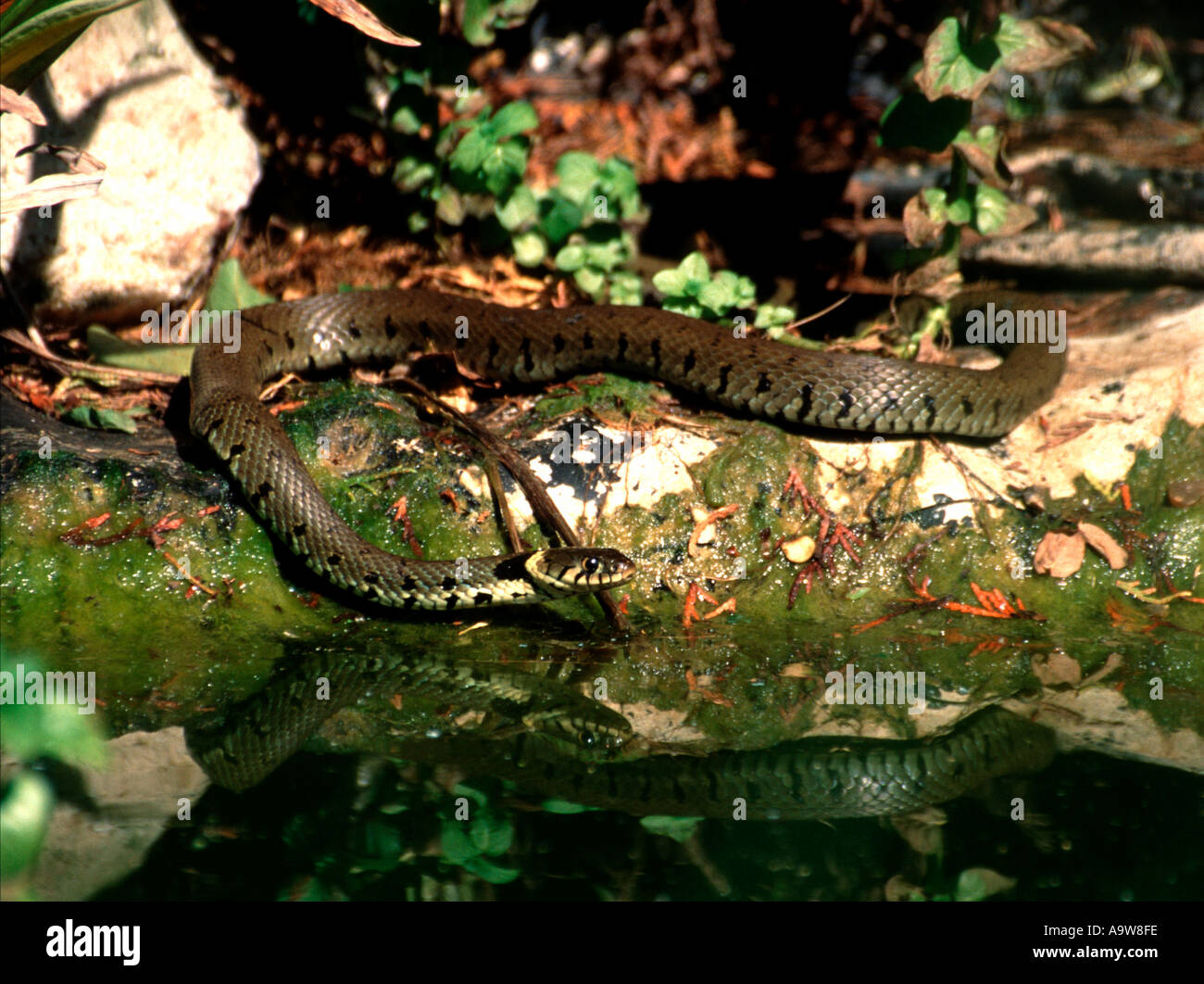 Grass snakes pond uk hi-res stock photography and images - Alamy