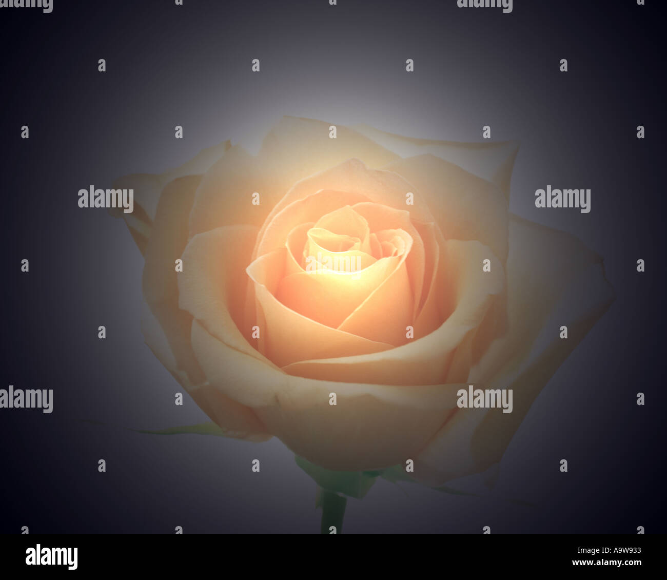 A rose with a spotlight on it Stock Photo - Alamy
