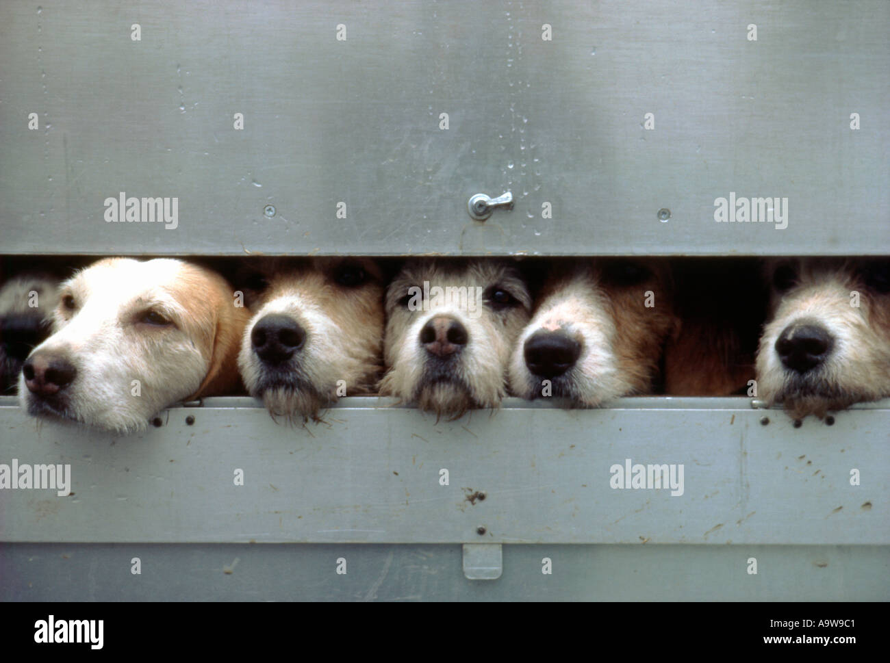 Fox hunting hound dogs poking their noses out of a gap in a transit van ...