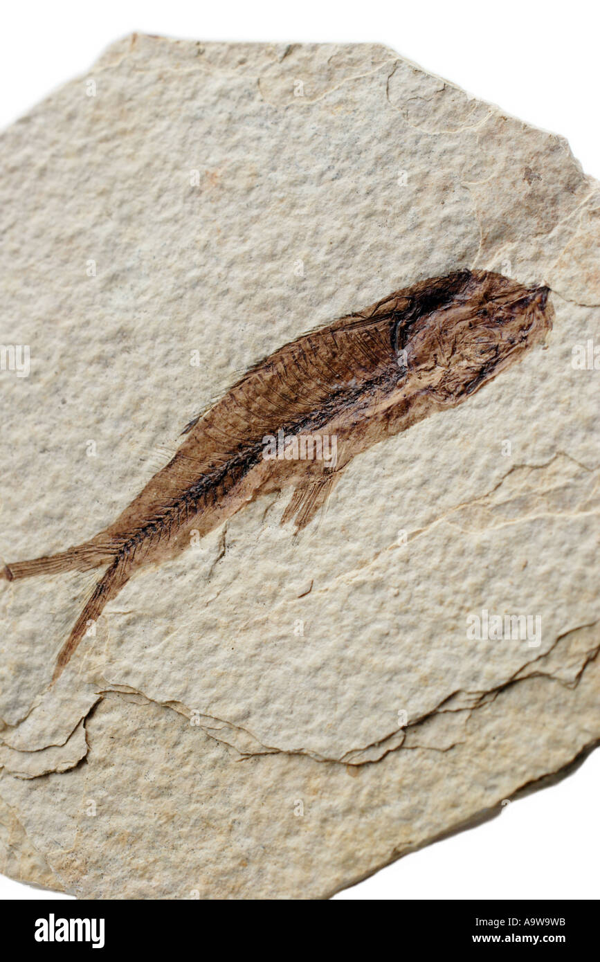 slice of rock with fossilized fish Stock Photo - Alamy