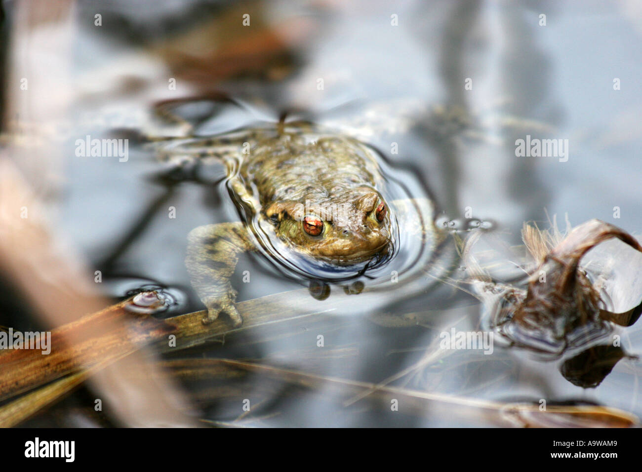 Toad Of Toad Hall High Resolution Stock Photography and Images - Alamy