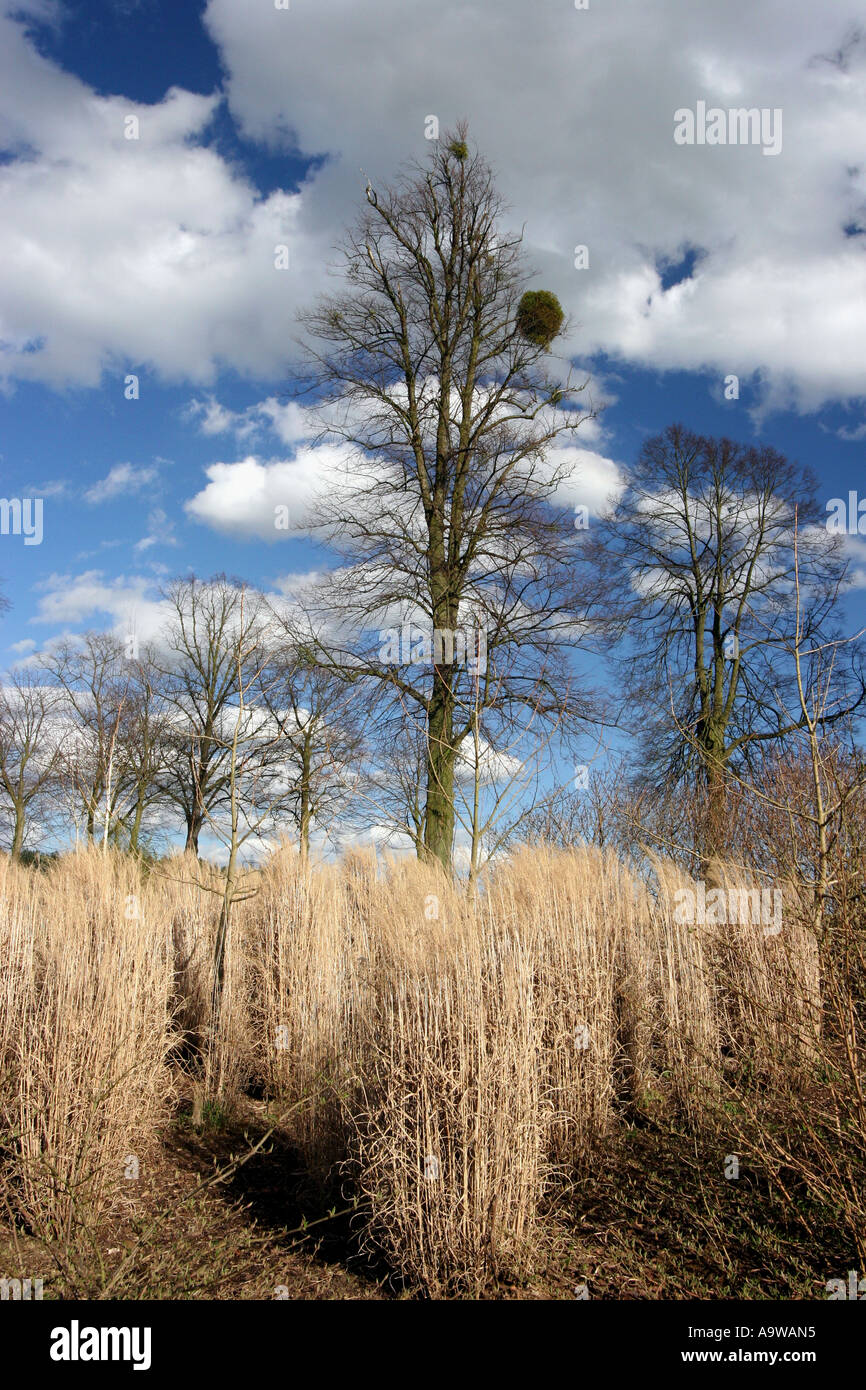 Bright spring day Stock Photo - Alamy