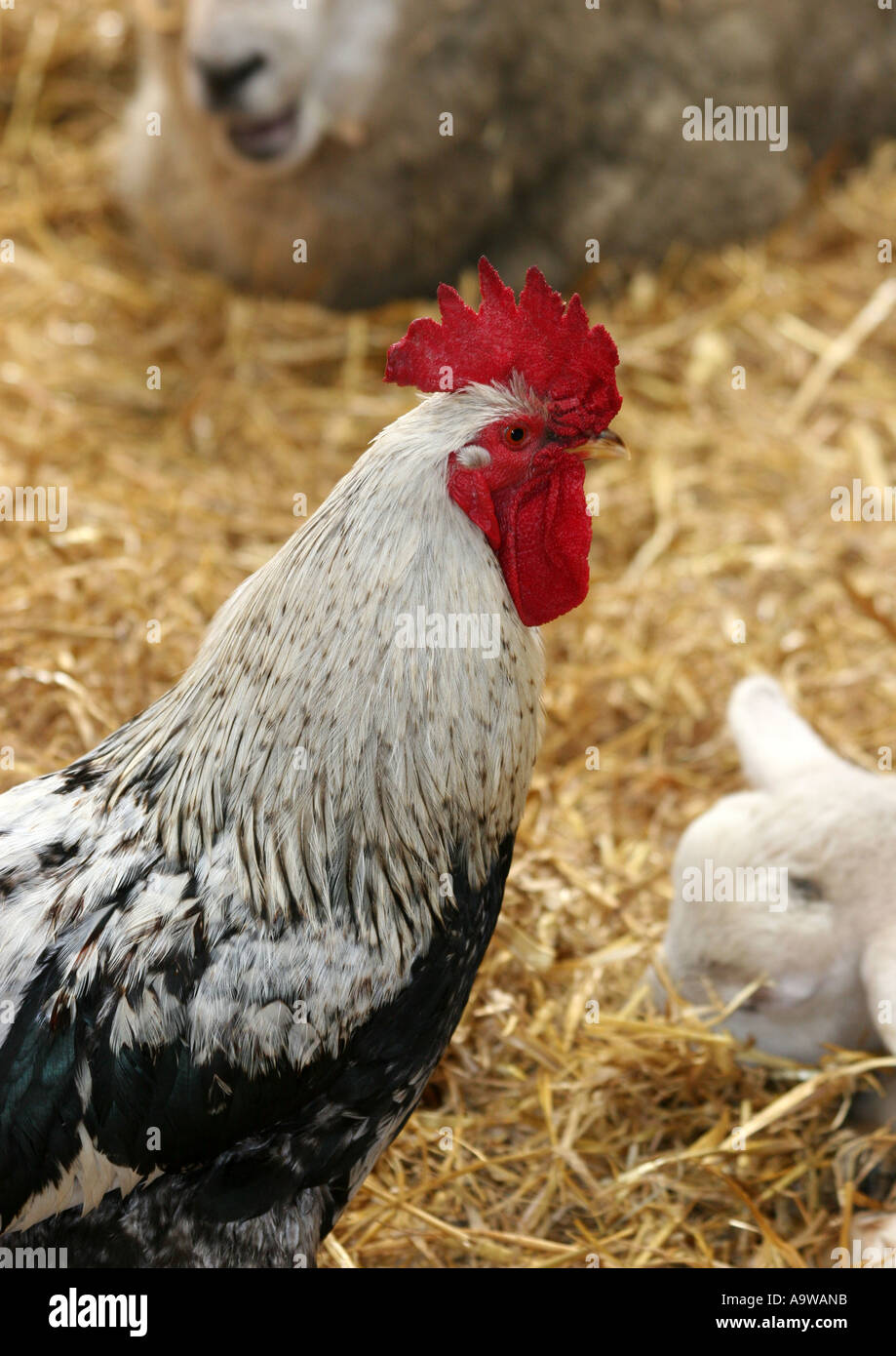 free range chicken Stock Photo - Alamy