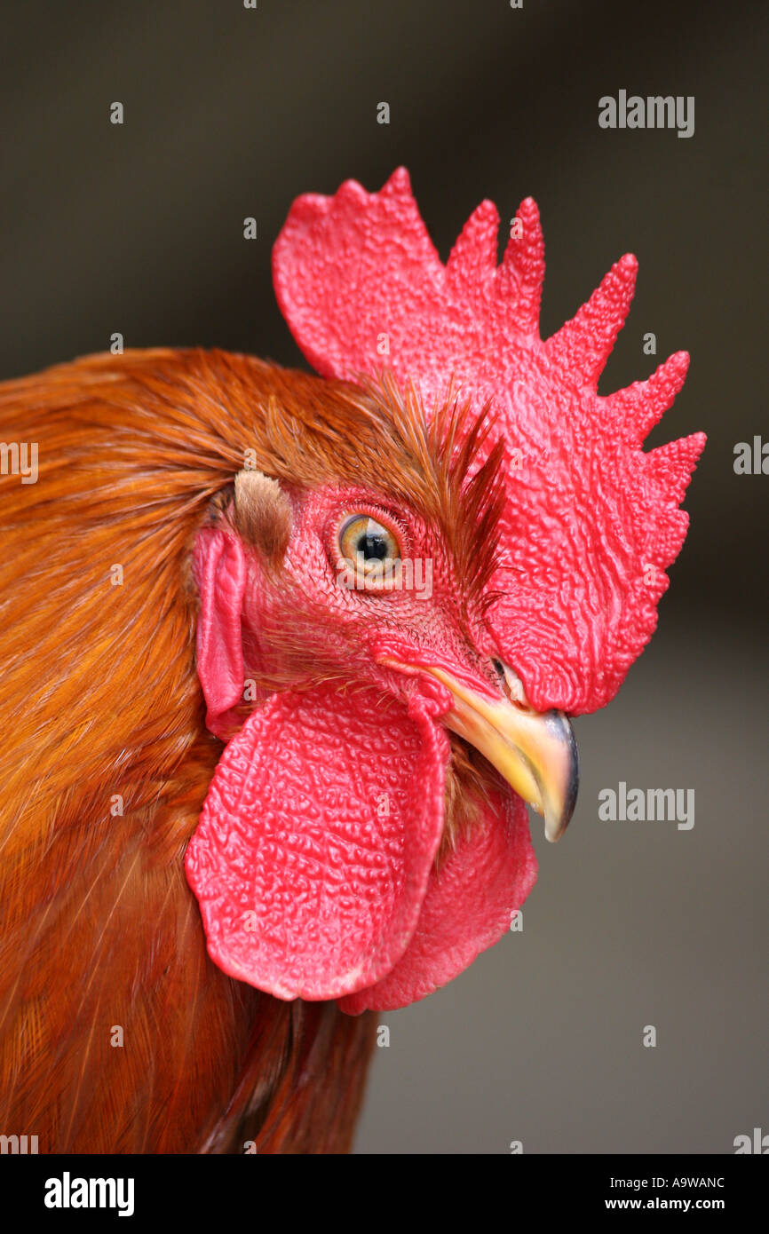 cockerel in detail Stock Photo - Alamy