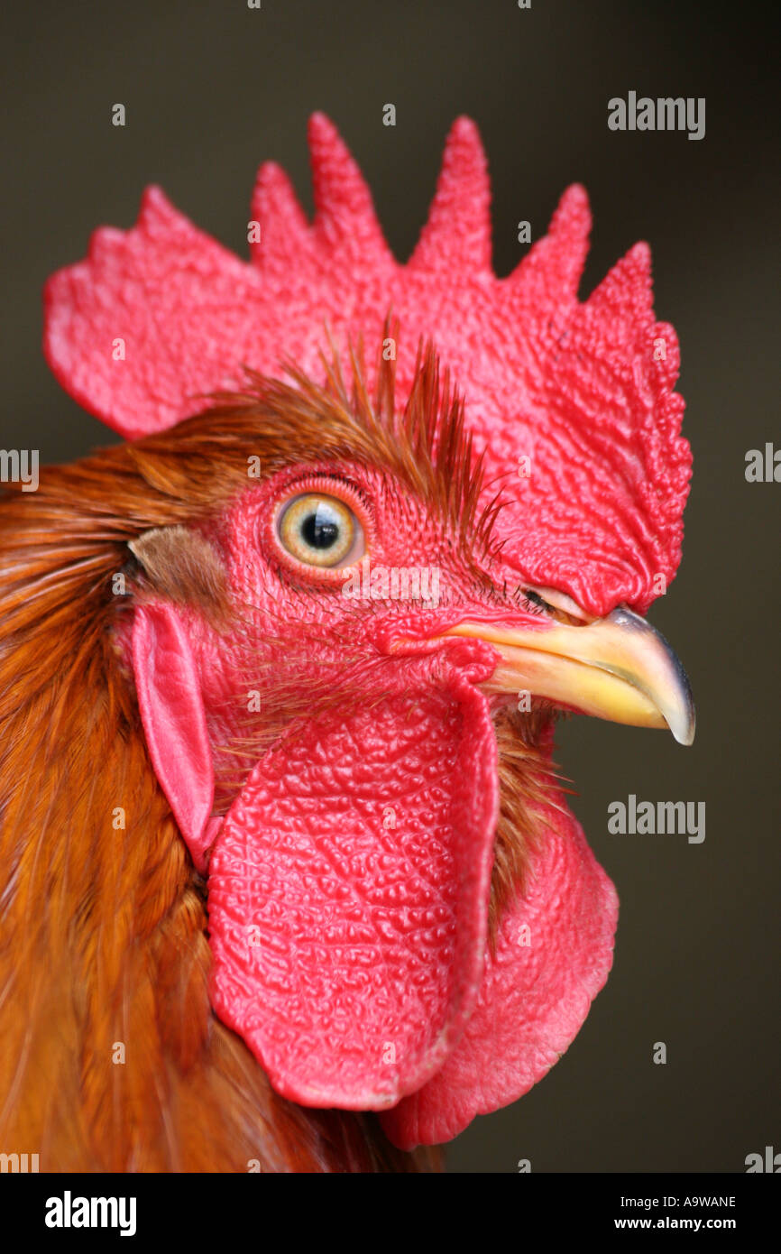 close up of a cockerel Stock Photo - Alamy