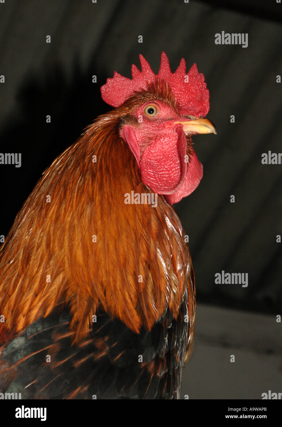 cockerel about to crow Stock Photo - Alamy