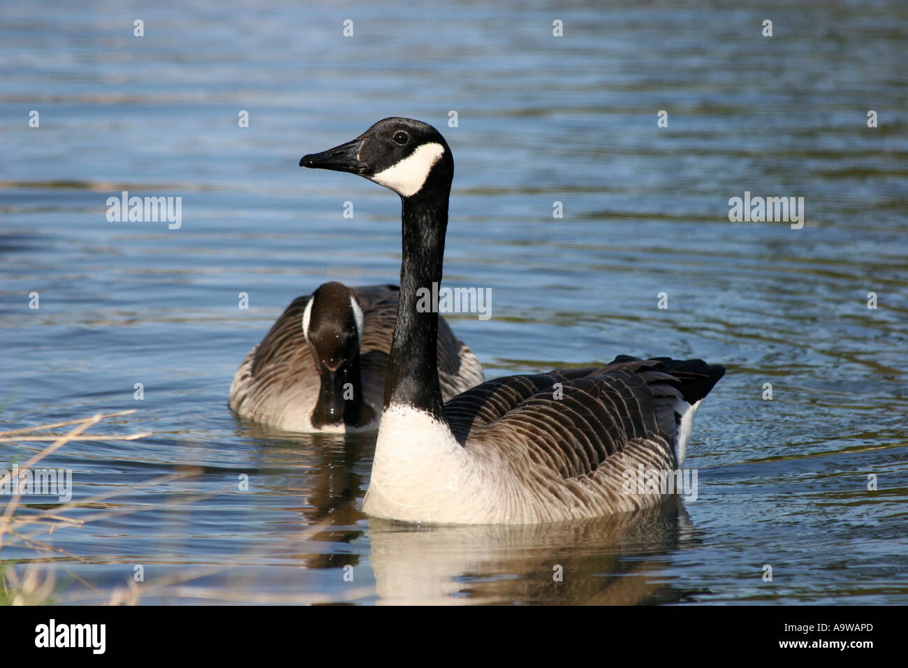 goose floating on the pond Stock Photo - Alamy
