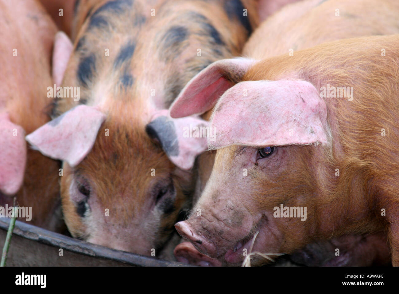 group of piglets Stock Photo - Alamy