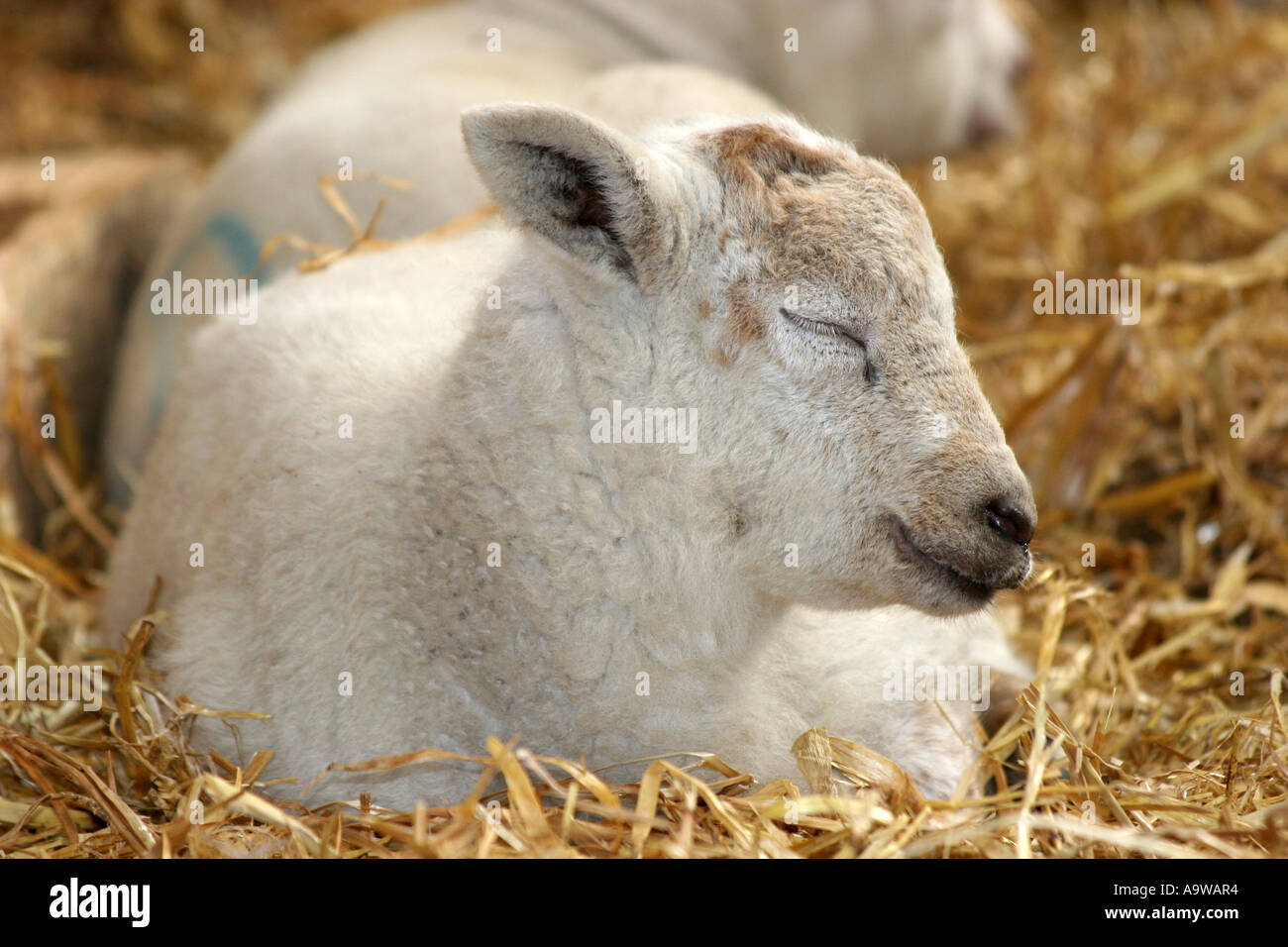 Cute spring baby lamb sleeping hi-res stock photography and images - Alamy