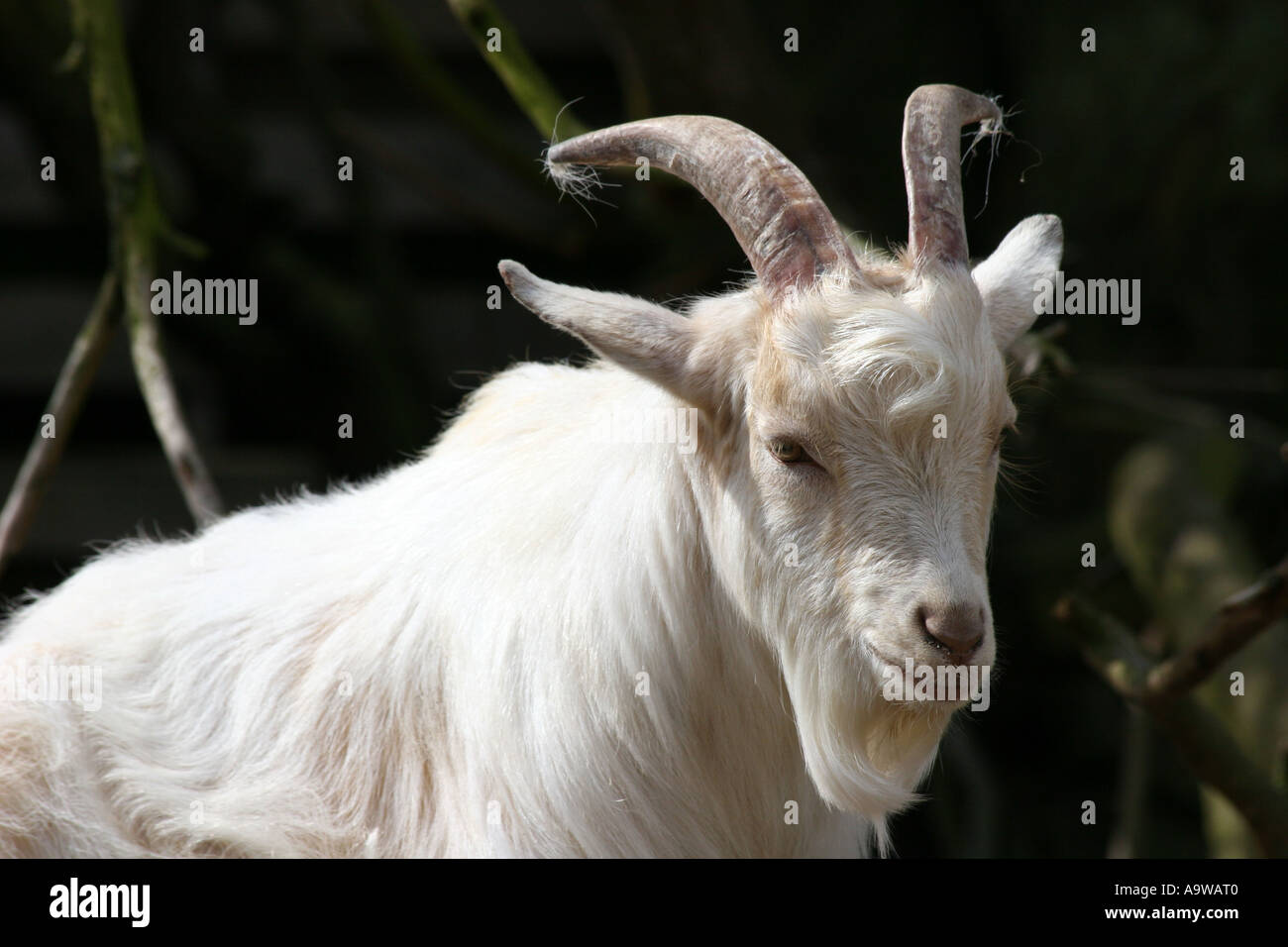 Goat with goatie hi-res stock photography and images - Alamy