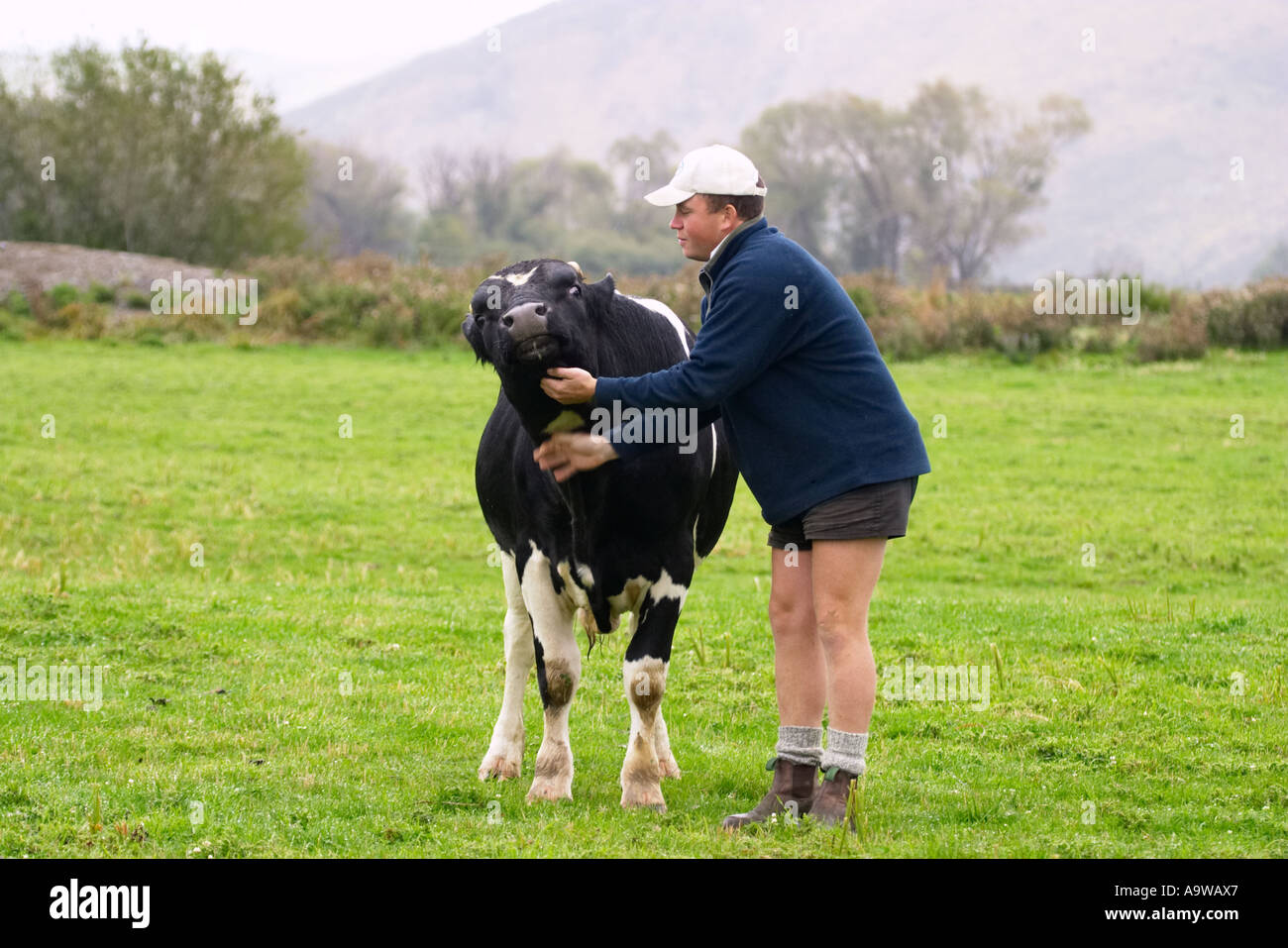 NEW ZEALAND Athol Male rancher rub bull under chin and on neck wearing ...