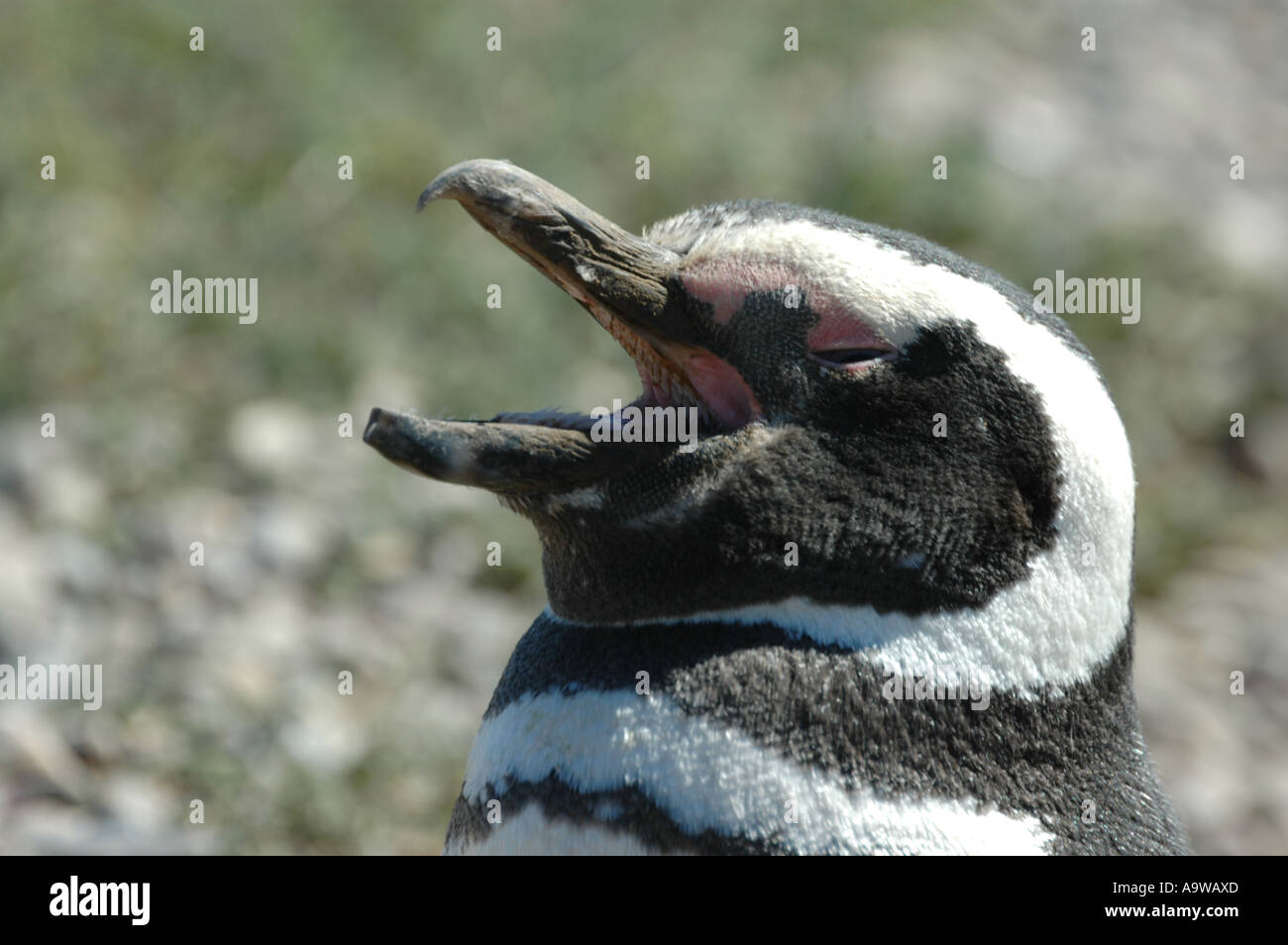 Penguin mouth closeup hi-res stock photography and images - Alamy
