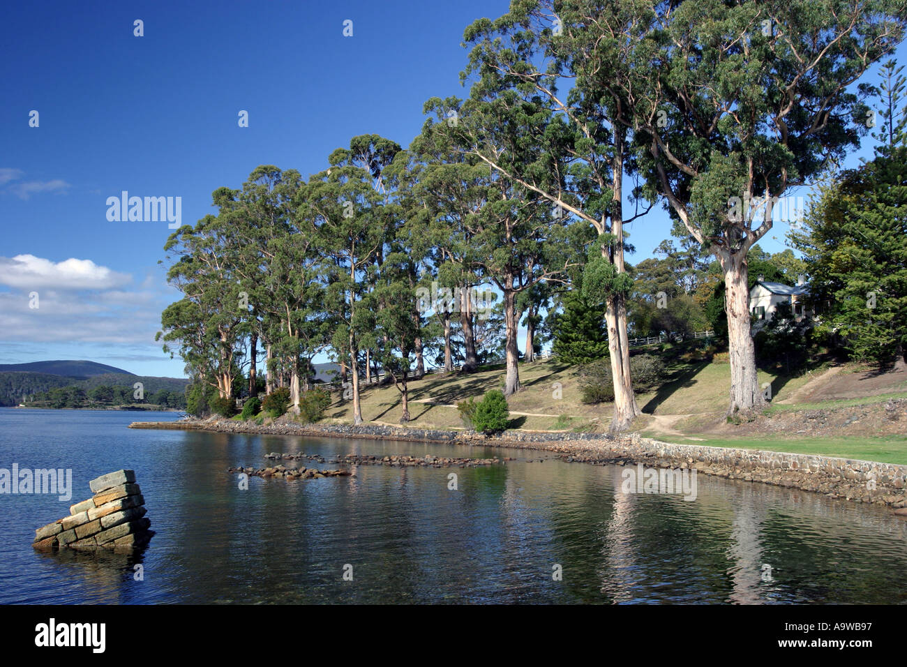 Tasmanian Blue Gum Trees Stock Photo - Alamy
