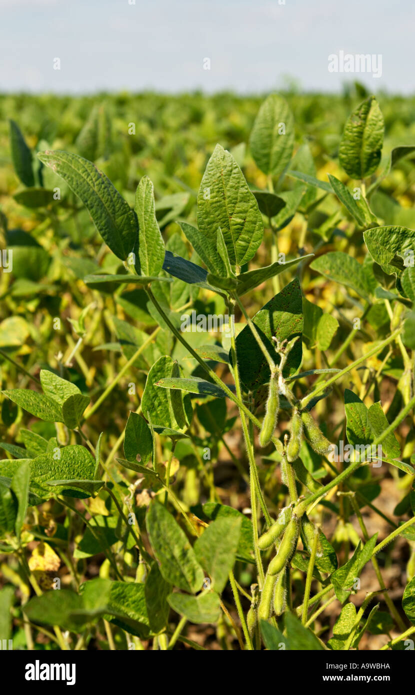 FARMING Kenosha County Wisconsin Soybean field in early fall yellowing ...