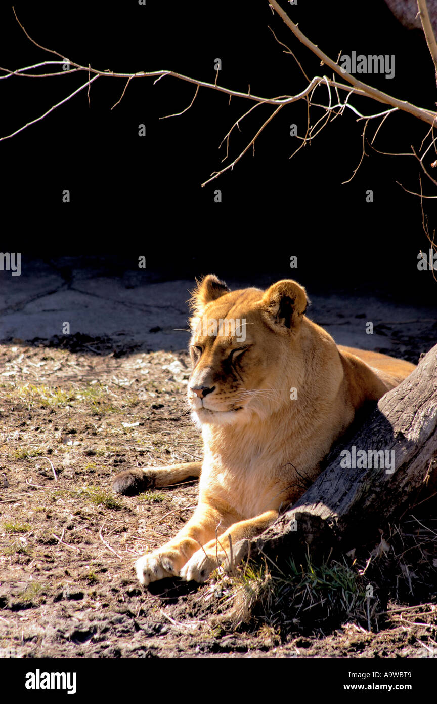 captive lioness resting in the sun Stock Photo - Alamy
