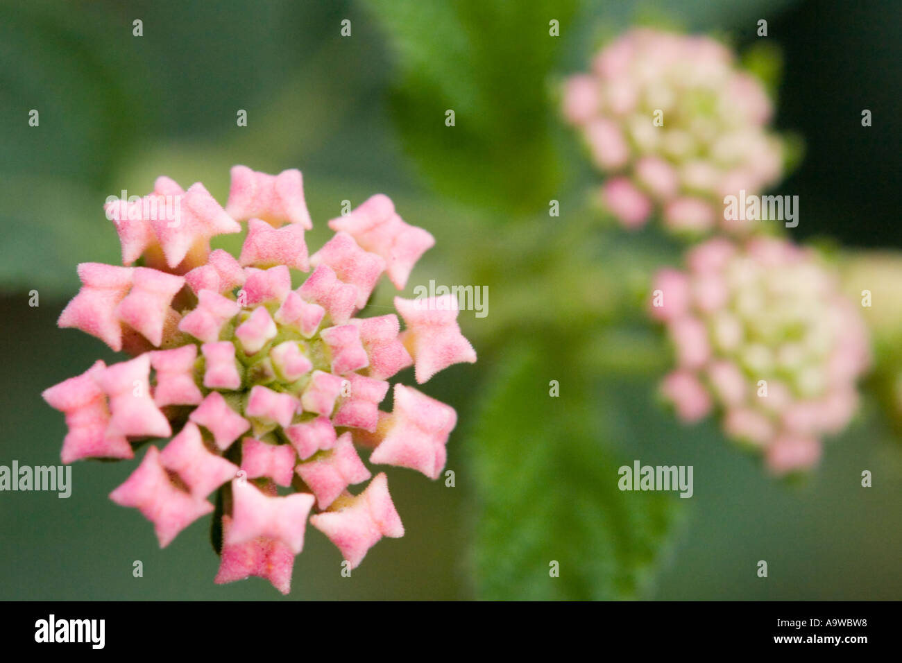Hot pink stems hi-res stock photography and images - Alamy