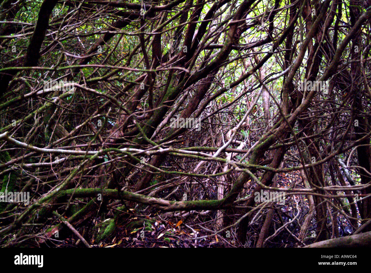 Tree lined walk Parknasilla Sneem Kerry Ireland Stock Photo - Alamy