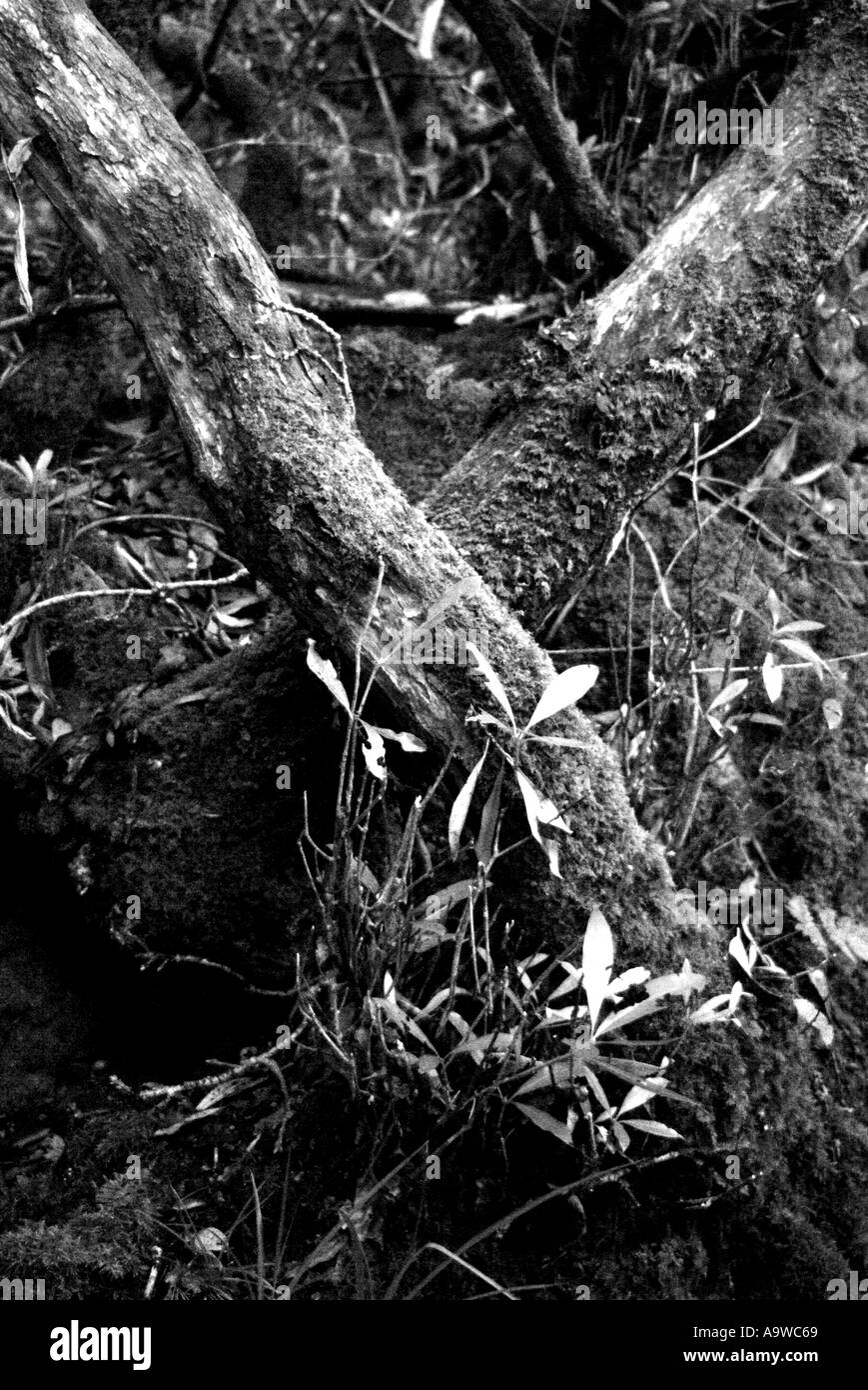 Tree lined walks Black and White Stock Photos & Images - Alamy