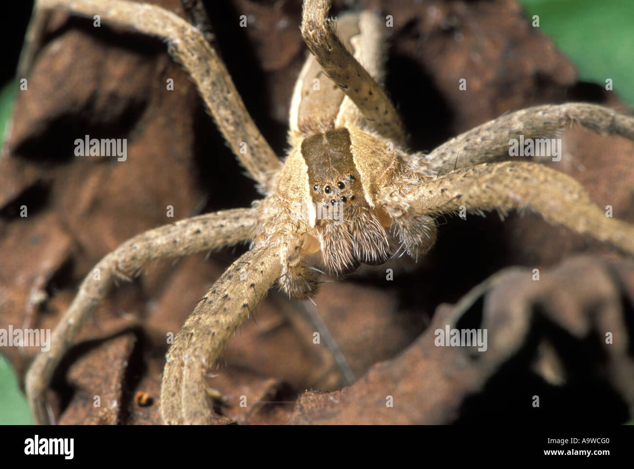 Nursery spider, with rear legs raised in a defensive posture Stock ...
