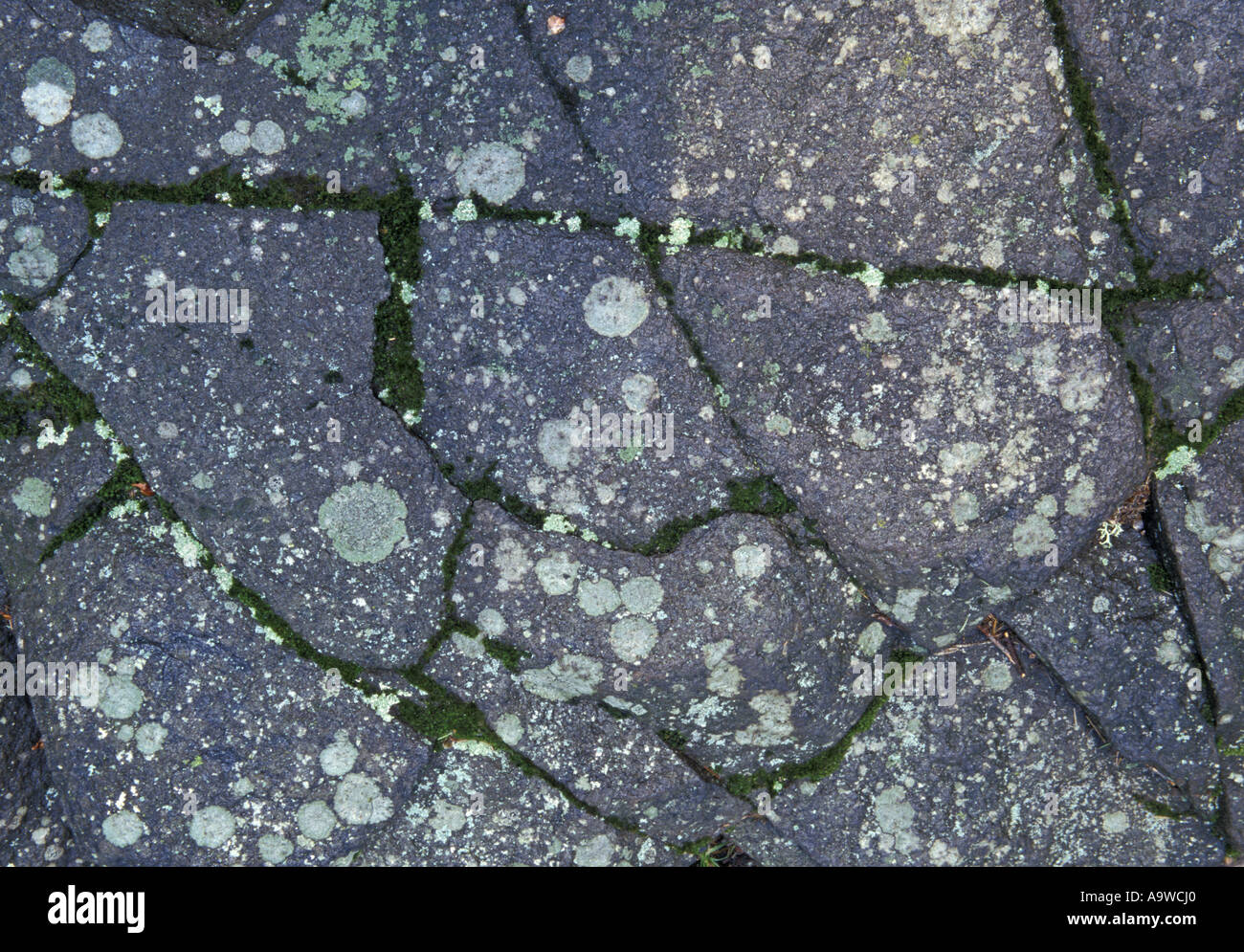 Grey circular lichen on rock hi-res stock photography and images - Alamy