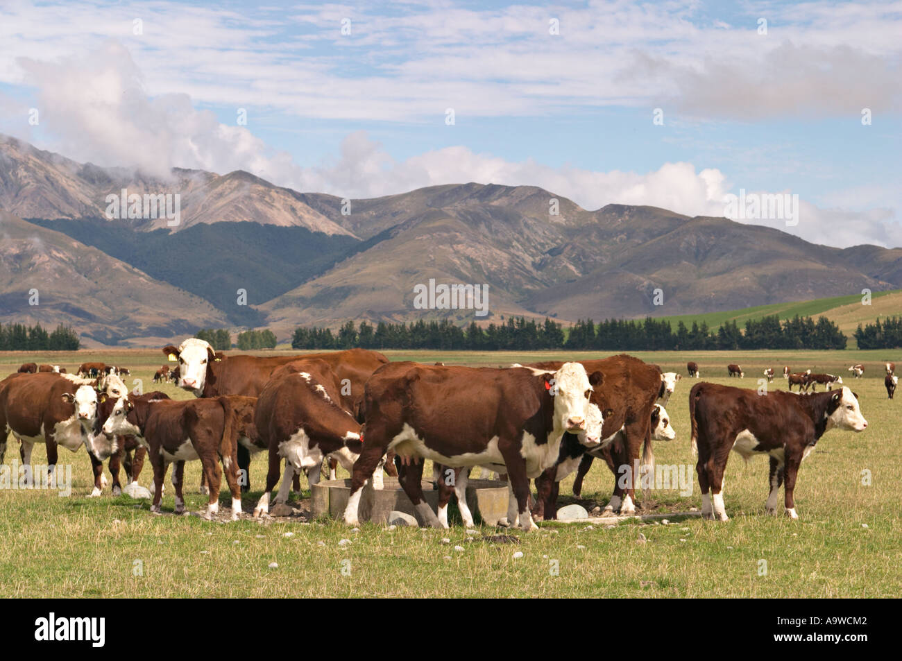 NEW ZEALAND South Island Herd of hereford cattle cows with calves ...