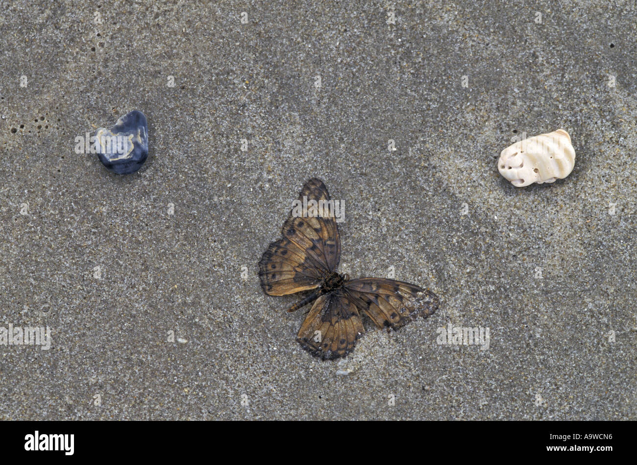 Dead butterfly, with broken shells and beach sand Stock Photo - Alamy