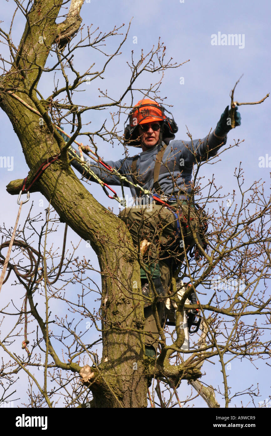 Old oak tree branches man climbing hi-res stock photography and images ...