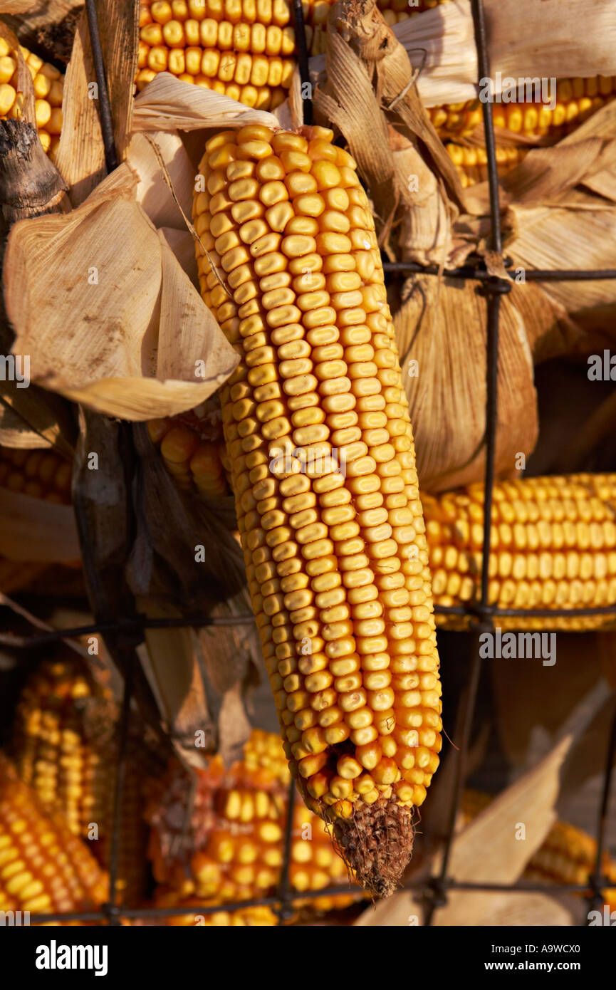 WISCONSIN Kenosha County Wooden and wire corn bin full of ears of ripe ...