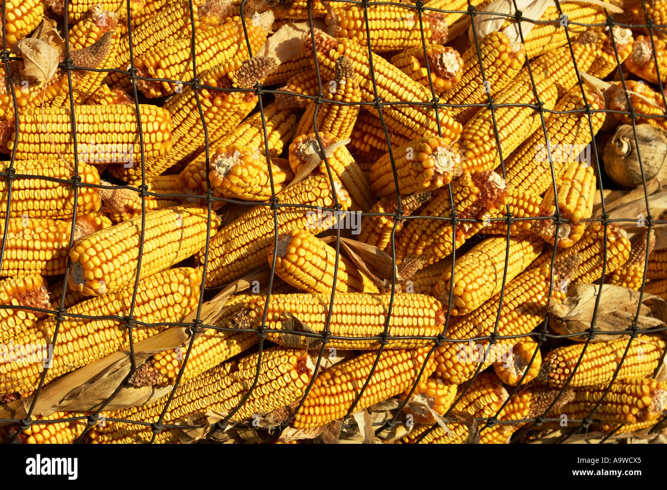 WISCONSIN Kenosha County Wooden and wire corn bin full of ears of ripe ...