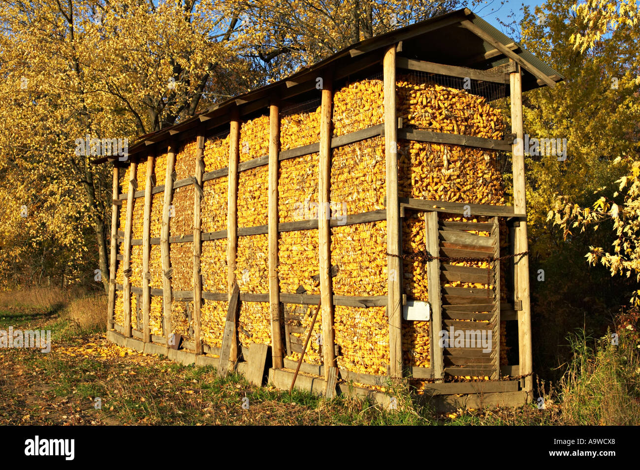 WISCONSIN Kenosha County Wooden and wire corn bin full of ears of ripe ...
