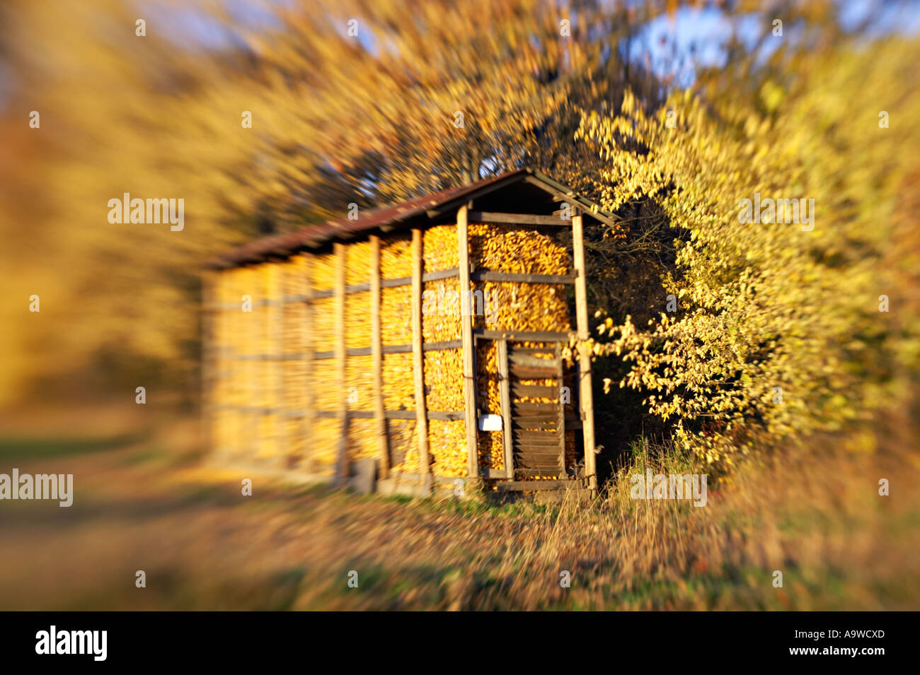 WISCONSIN Kenosha County Wooden and wire corn bin full of ears of ripe ...