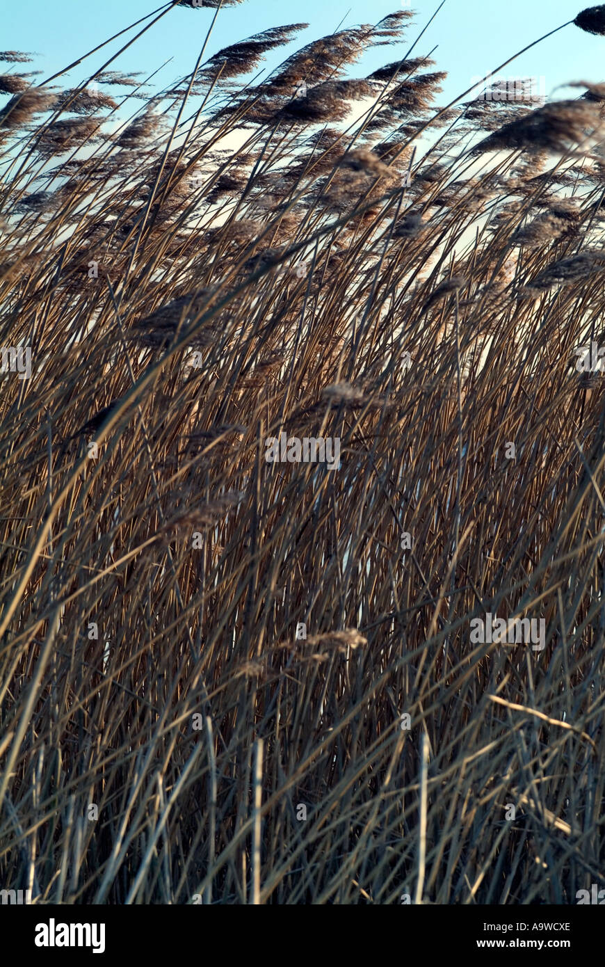 Reeds blowing in winter hi-res stock photography and images - Alamy