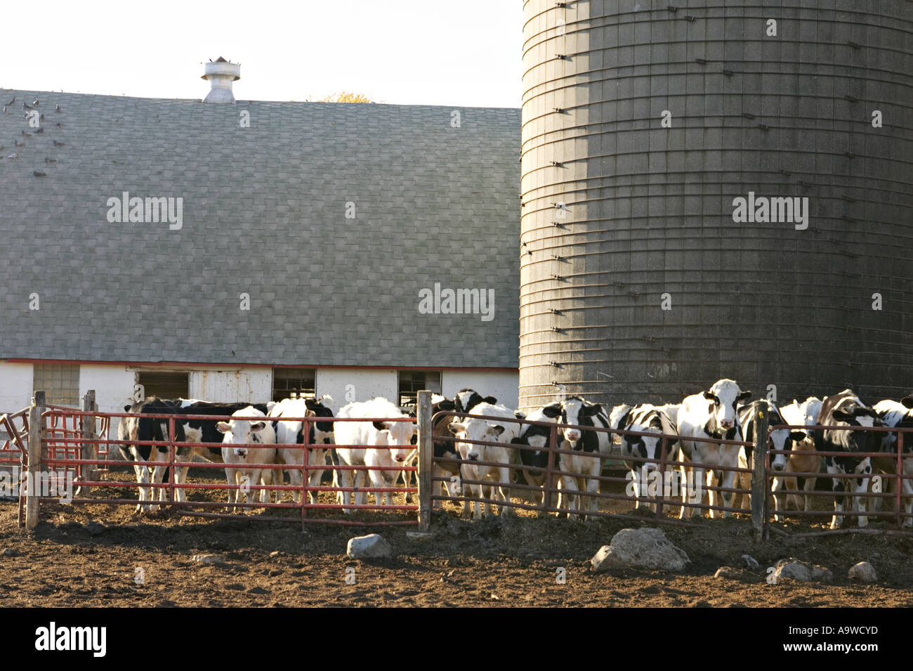 WISCONSIN Kenosha County Dairy cows near barn at feeding time in fenced ...