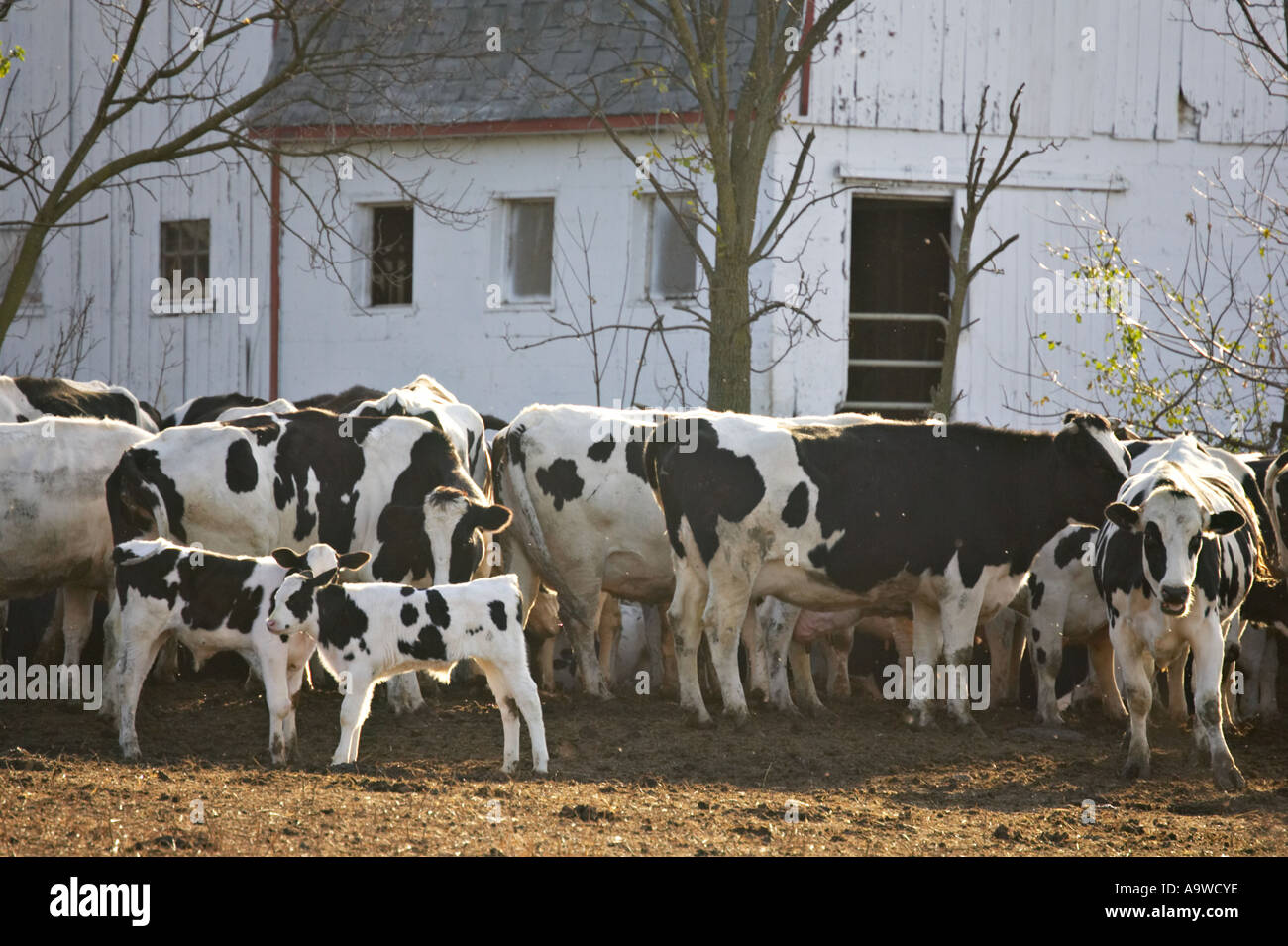 WISCONSIN Kenosha County Dairy cows near barn at feeding time with ...