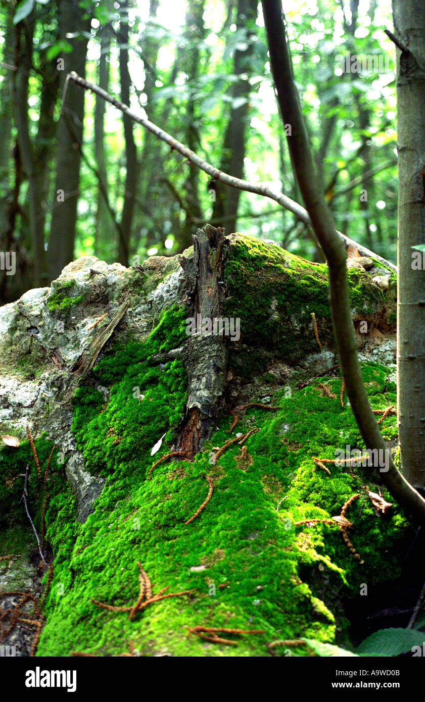 collapsed tree covered in moss in English wood Stock Photo - Alamy