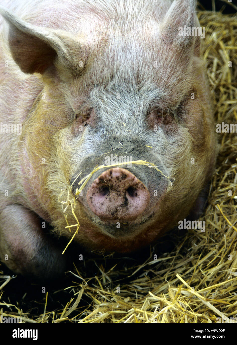 Large pig resting in the hay Stock Photo - Alamy