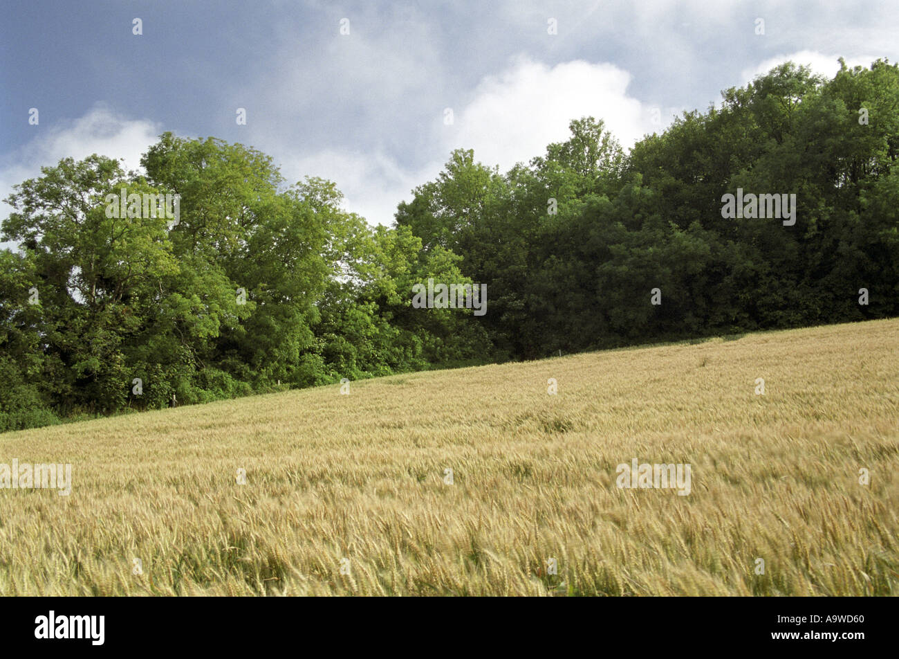 Golden barley field trees hi-res stock photography and images - Alamy