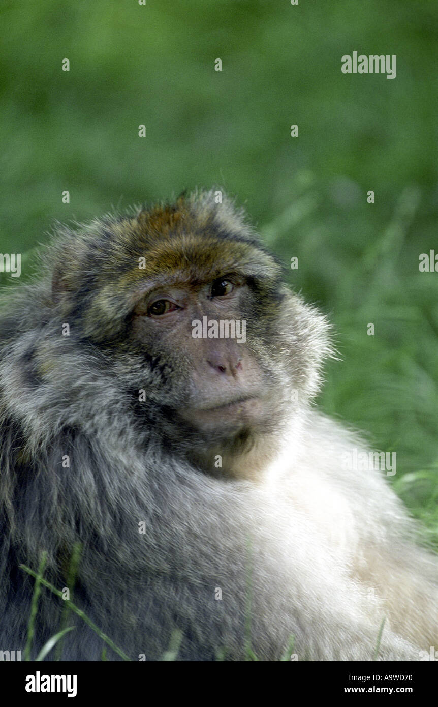 Monkey looking thoughtful Stock Photo - Alamy