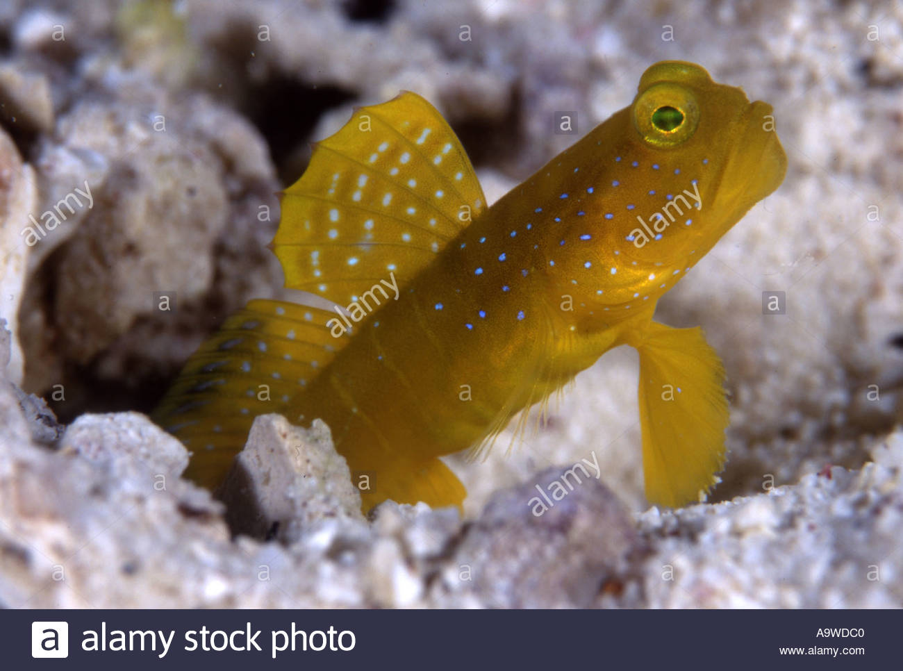 Cryptocentrus Stock Photos & Cryptocentrus Stock Images - Alamy