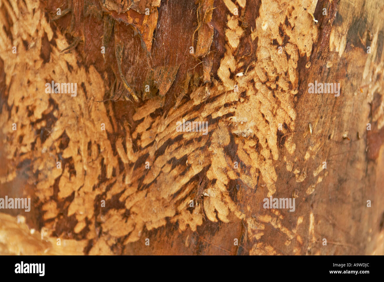ILLINOIS Wright Woods Forest Preserve Beaver tooth marks evident on ...