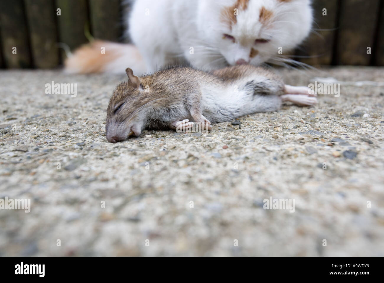 A white cat with a dead brown rat Stock Photo - Alamy