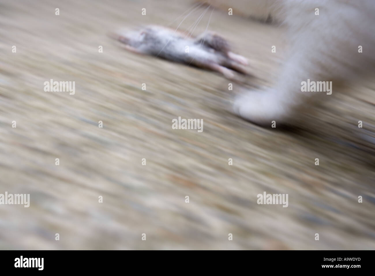A white cat with a dead brown rat Stock Photo - Alamy